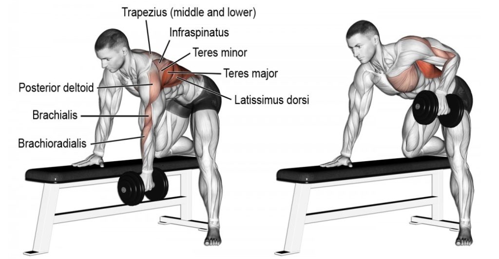 Back And Biceps: The Best Workout Combination | Project NEXT